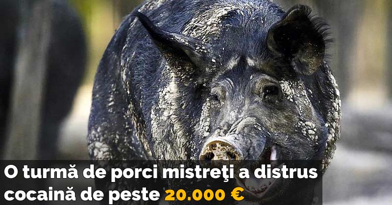 O turmă de porci mistreţi a distrus cocaină de peste 20 de mii de euro