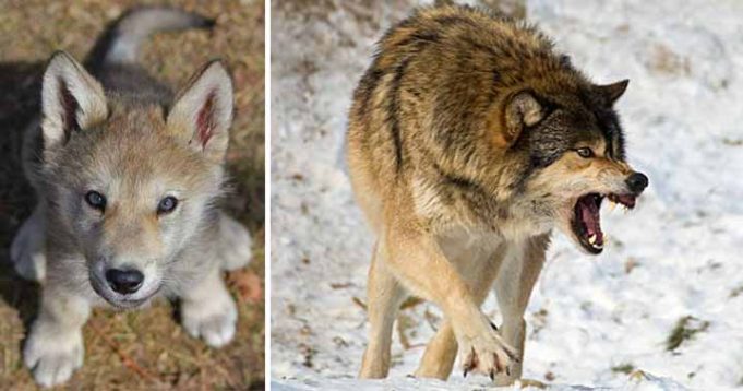 10 curiozităţi despre lupi şi lucrurile pe care le putem învăţa de la ei