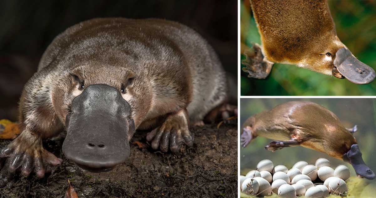 25 de curiozităţi despre ornitorinc, mamiferul bizar cu cioc de raţă, gheare de reptilă şi venin