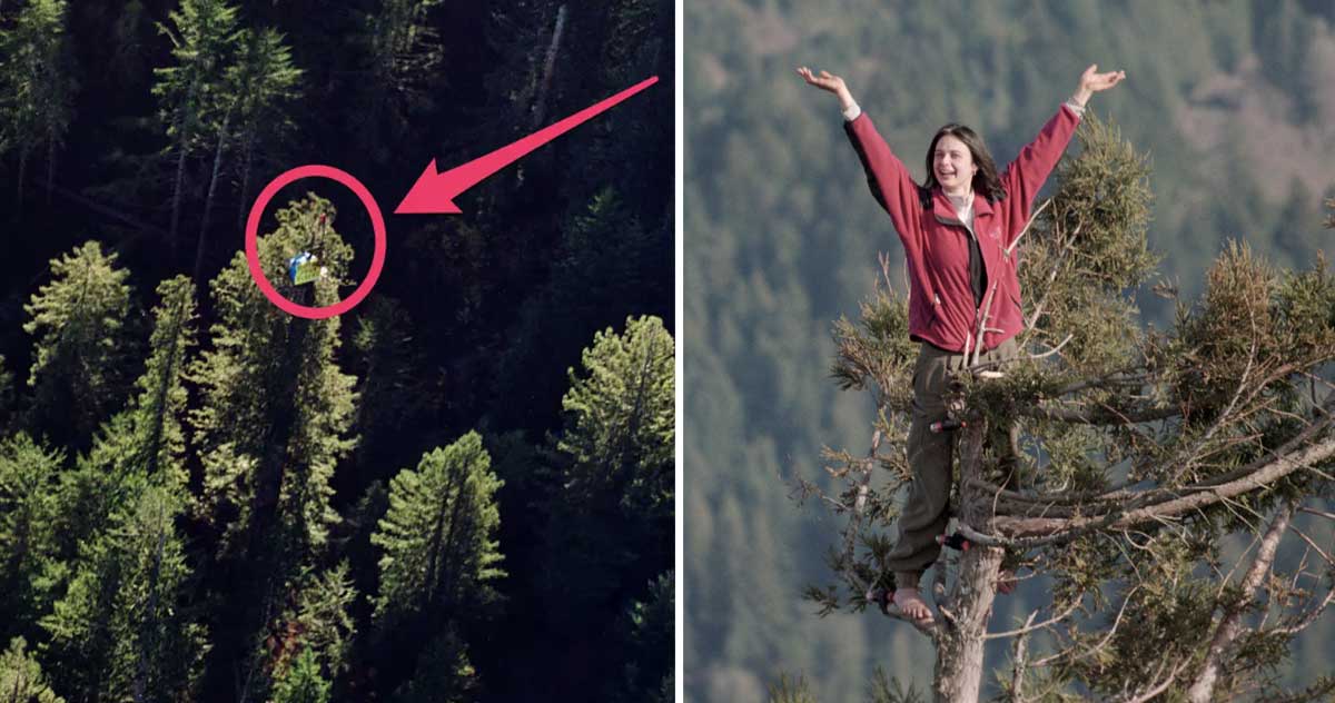 Julia Hill, fata care a stat 738 de zile căţărată într-un copac pentru ...