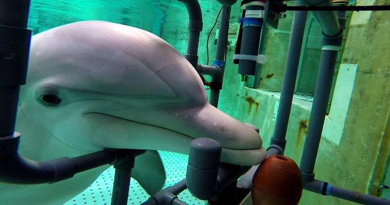 10 curiozități despre delfini, mamiferele inteligente din largul ...