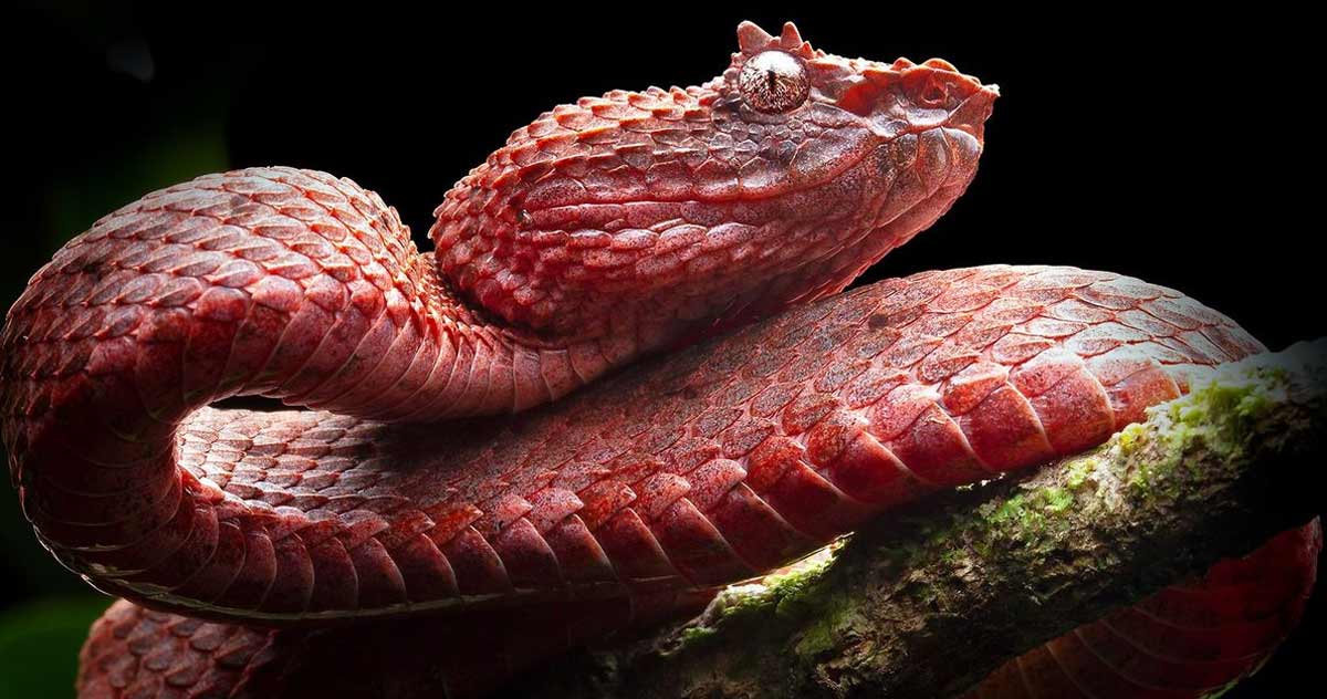 Șerpii sunt construiți să evolueze cu o viteză incredibilă, iar oamenii ...