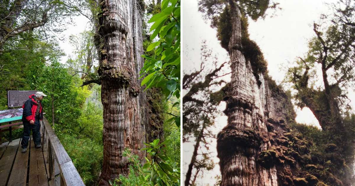 "Străbunicul", un chiparos de 5.400 de ani, ar putea fi cel mai vechi ...