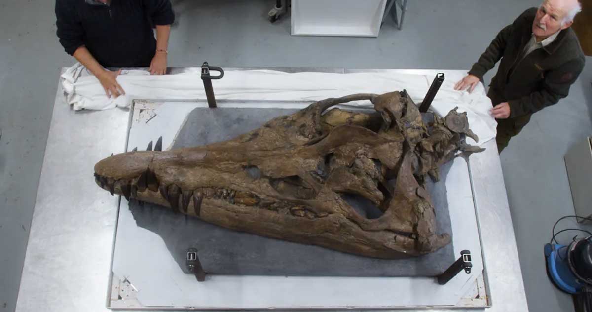 Un craniu gigantic de monstru marin extrem de rar doboară un record mondial