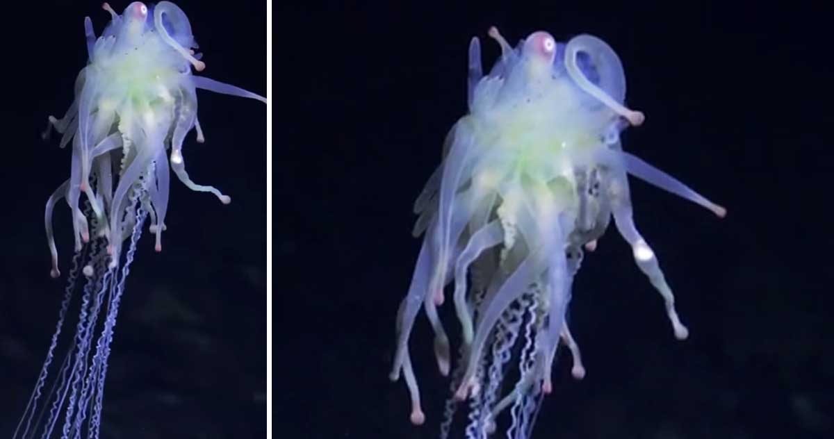 Un lanț muntos subacvatic din largul Insulei Paștelui găzduiește ...