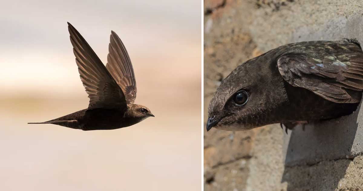 Cât timp poate zbura o pasăre fără să aterizeze? Pasărea care zboară 10 ...