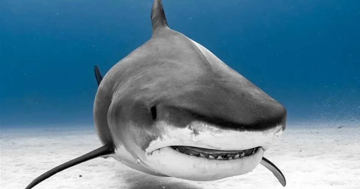 Care este cel mai vechi caz cunoscut de atac al unui rechin asupra omului?