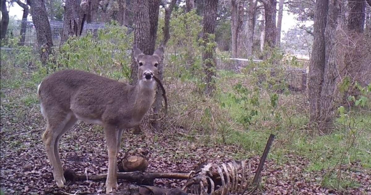 O căprioară a fost surprinsă ronțăind oase umane