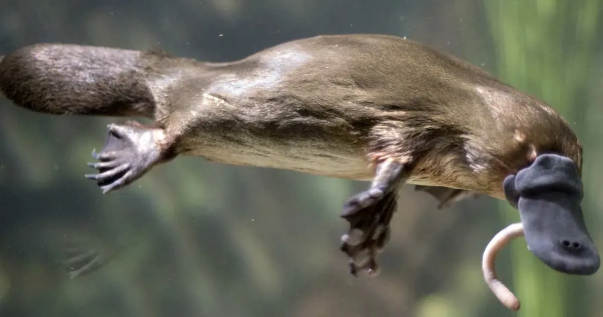 Ornitorincul, animalul despre care zoologii credeau că este o farsă şi că nu poate exista în ...