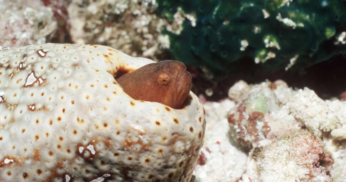 Peștele perlă: peștele asemănător anghilei care trăiește în fundul unui ...