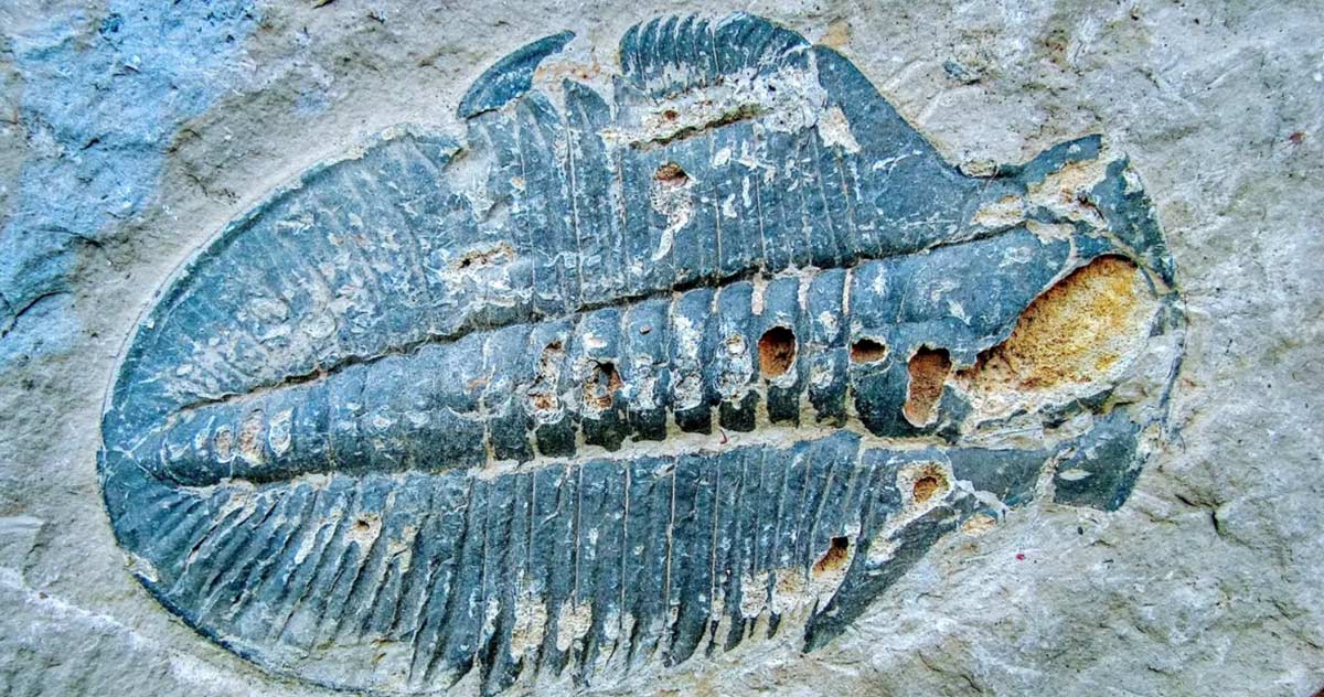 Care a fost primul animal de pe Pământ?