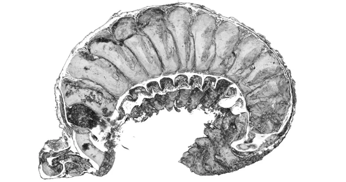 Un vierme conservat timp de 520 de milioane de ani are încă intestin și ...