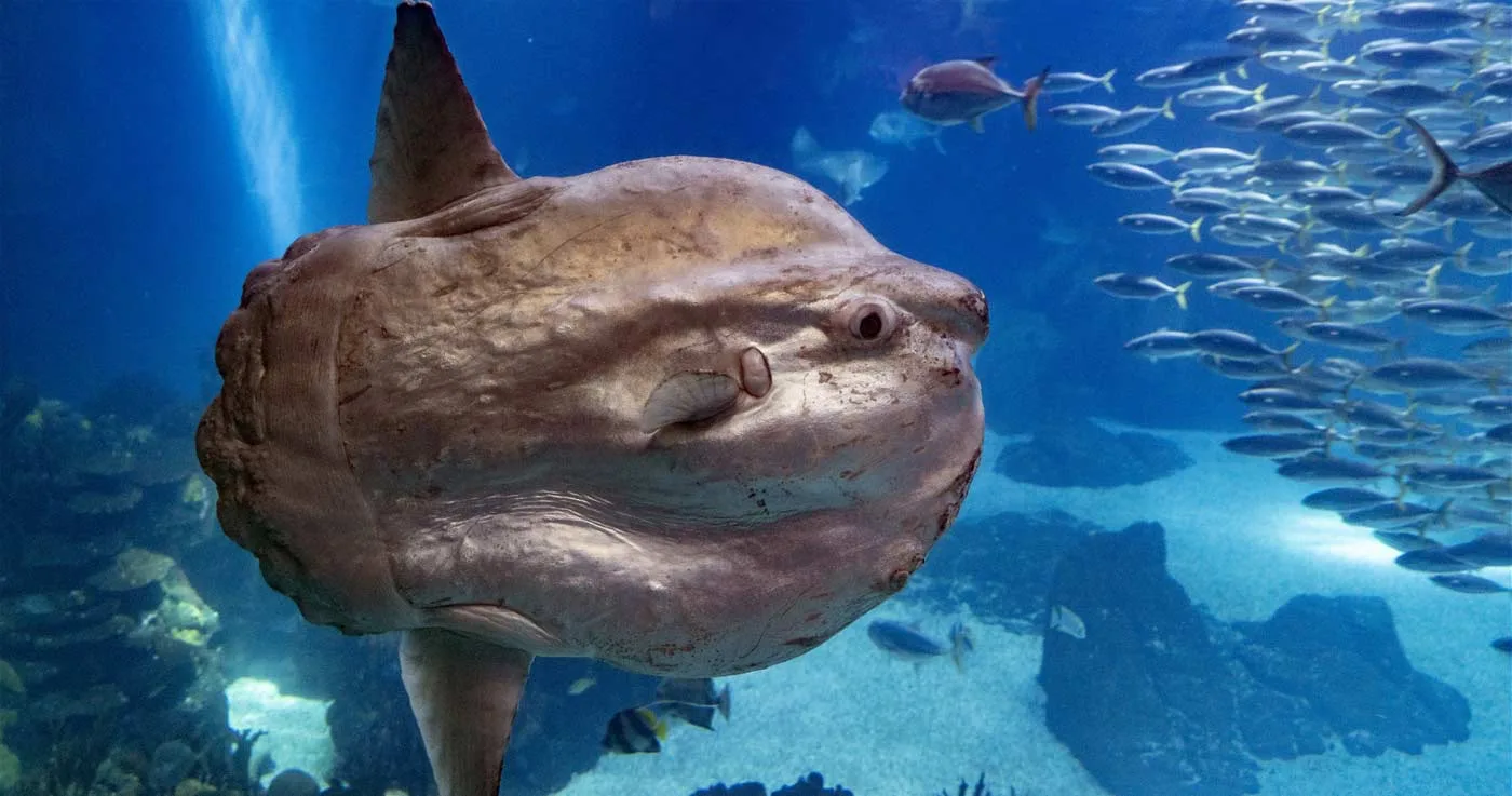 Ce animal poate avea cei mai mulți pui în același timp?