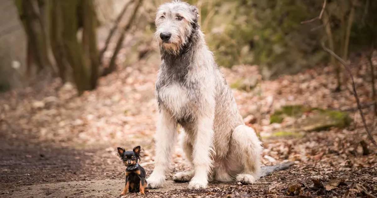 Cât trăieşte un câine? Durata de viaţă a câinilor în funcţie de rasă