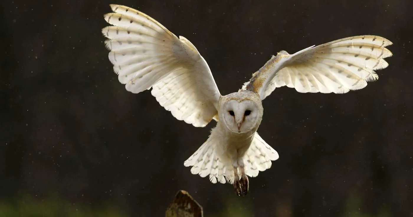 25 de curiozităţi despre bufniţă. Cât trăieşte o bufniţă şi de ce nu se ...