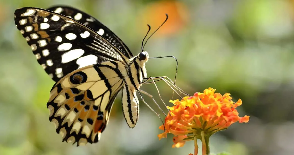 10 curiozităţi despre fluturi, pe care puţini le cunosc