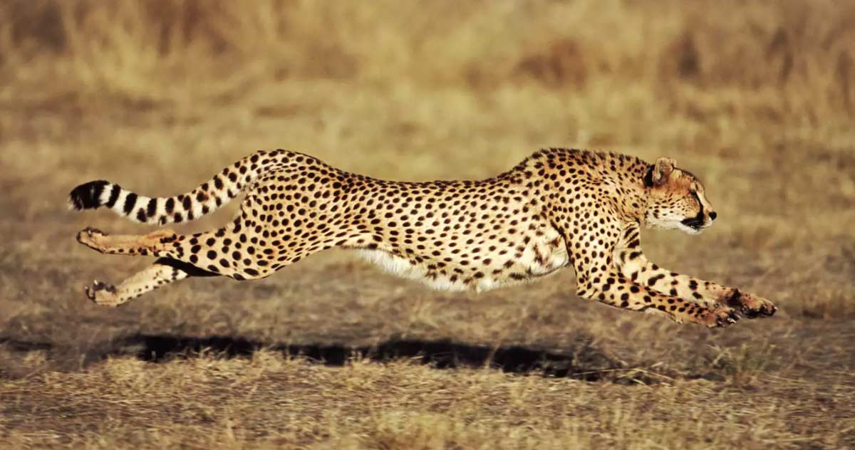 Cât de repede aleargă ghepardul? Ce viteză prinde cel mai rapid animal ...