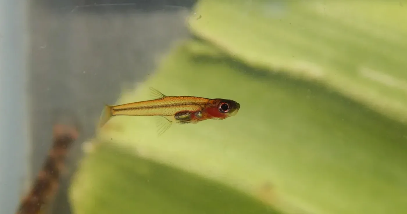 Care este cel mai mic pește din lume?