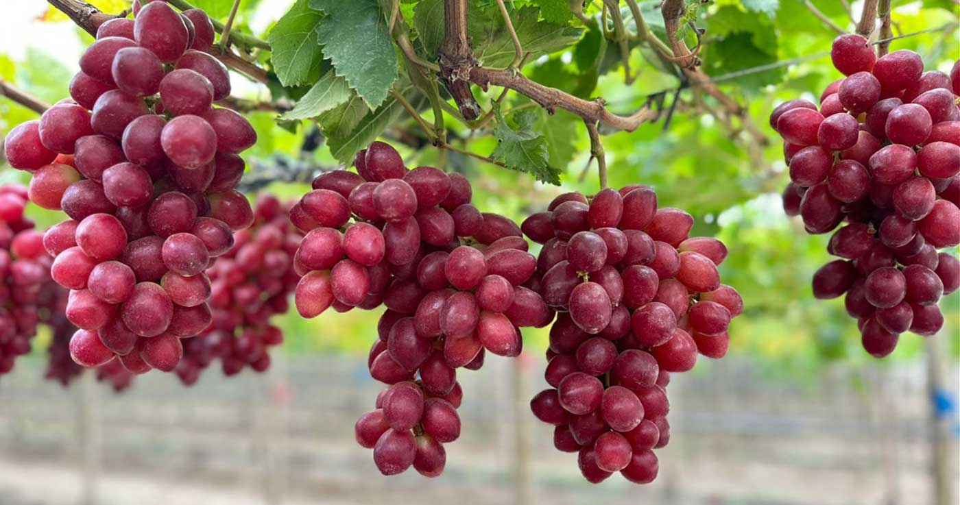 Substanţa din strugurii roșii care ar putea preveni cancerul: resveratrolul