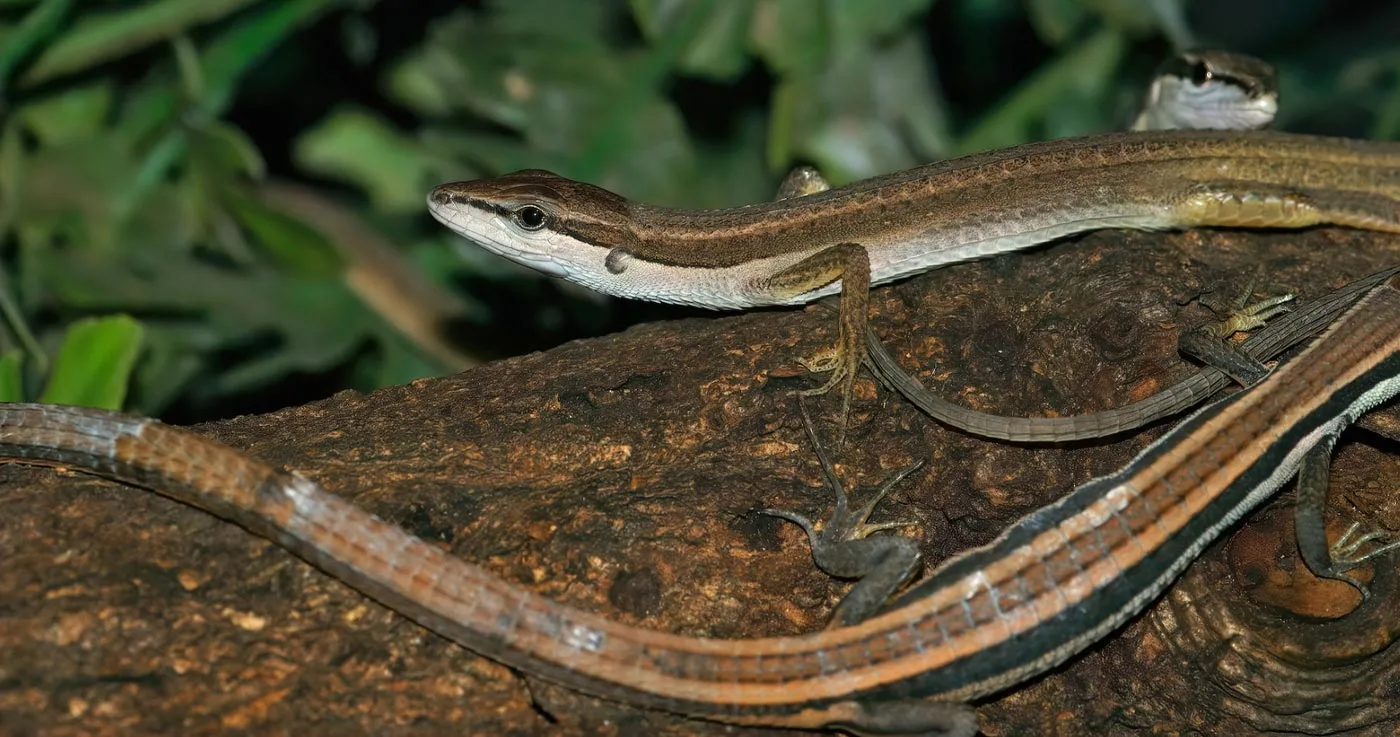 Care este animalul cu cea mai lungă coadă din lume?
