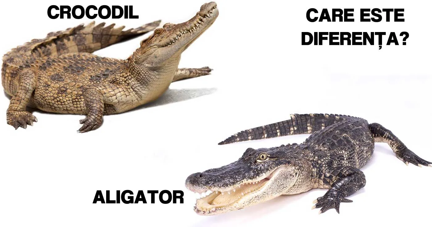 Care este diferența dintre aligator și crocodil?