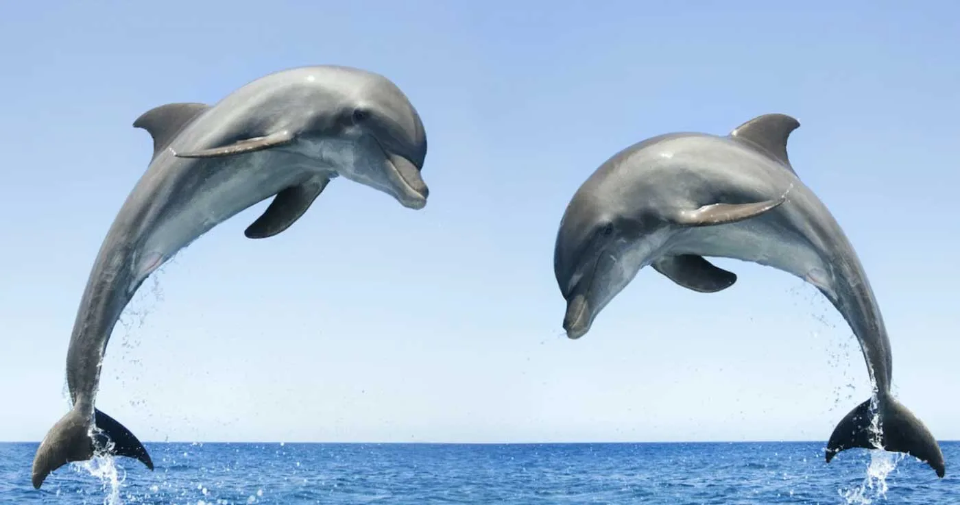 10 curiozități despre delfini, mamiferele inteligente din largul ...