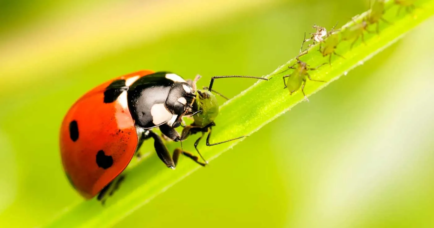 10 curiozități despre buburuze pe care orice curios trebuie să le cunoască