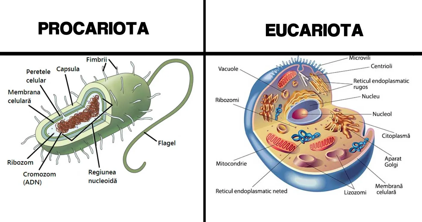 Procariote și Eucariote: care este diferența dintre cele două tipuri de celule?