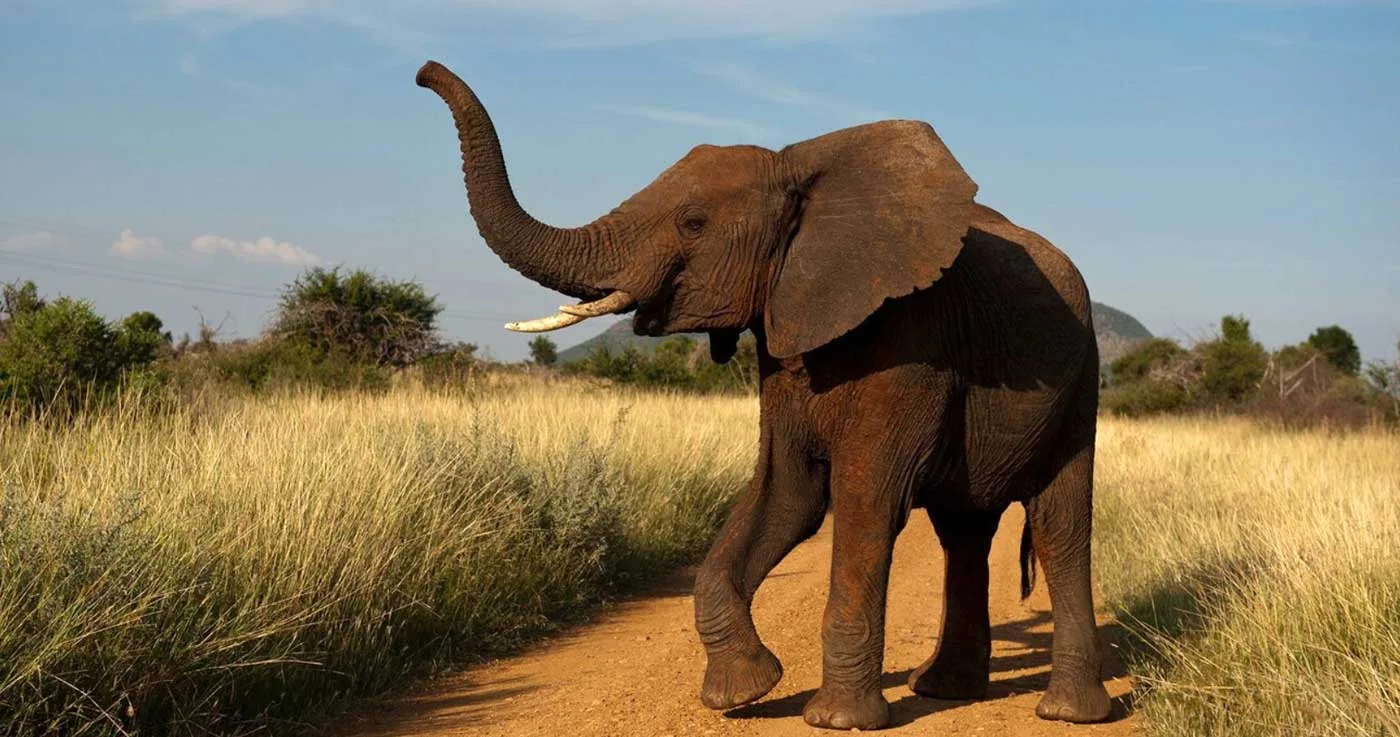 Elefantul: curiozități și lucruri mai puțin cunoscute despre cel mai ...