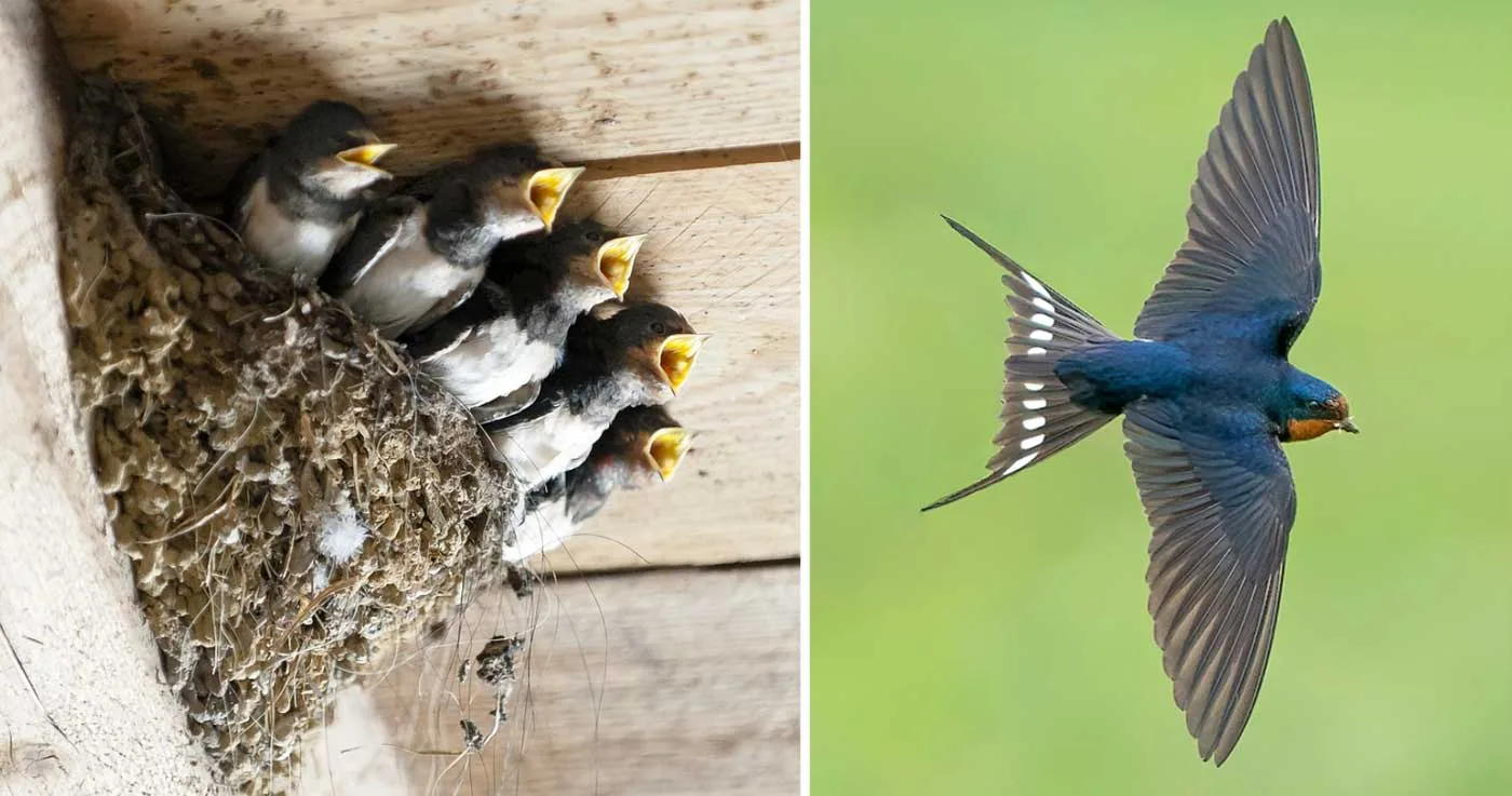 Rândunica: curiozități și legende despre pasărea care ne-a făcut ...