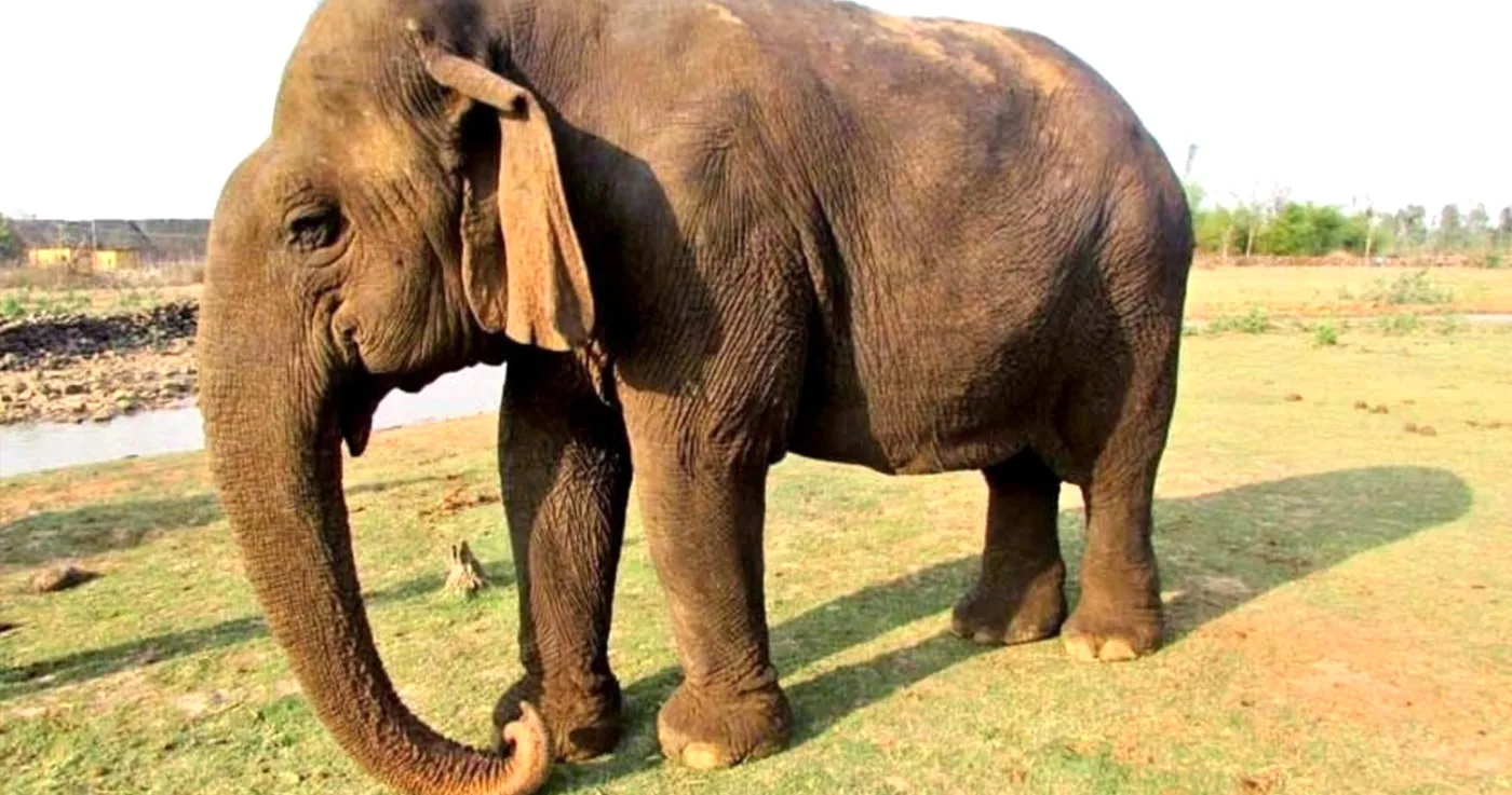 Cel mai bătrân elefant s-a stins la 100 de ani. Povestea sa de viață ...